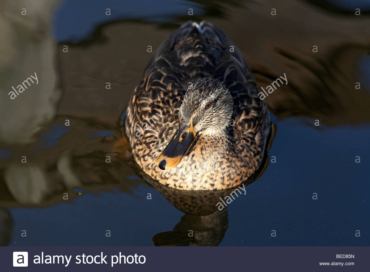 Mallard uk hen hi-res stock photography and images - Alamy