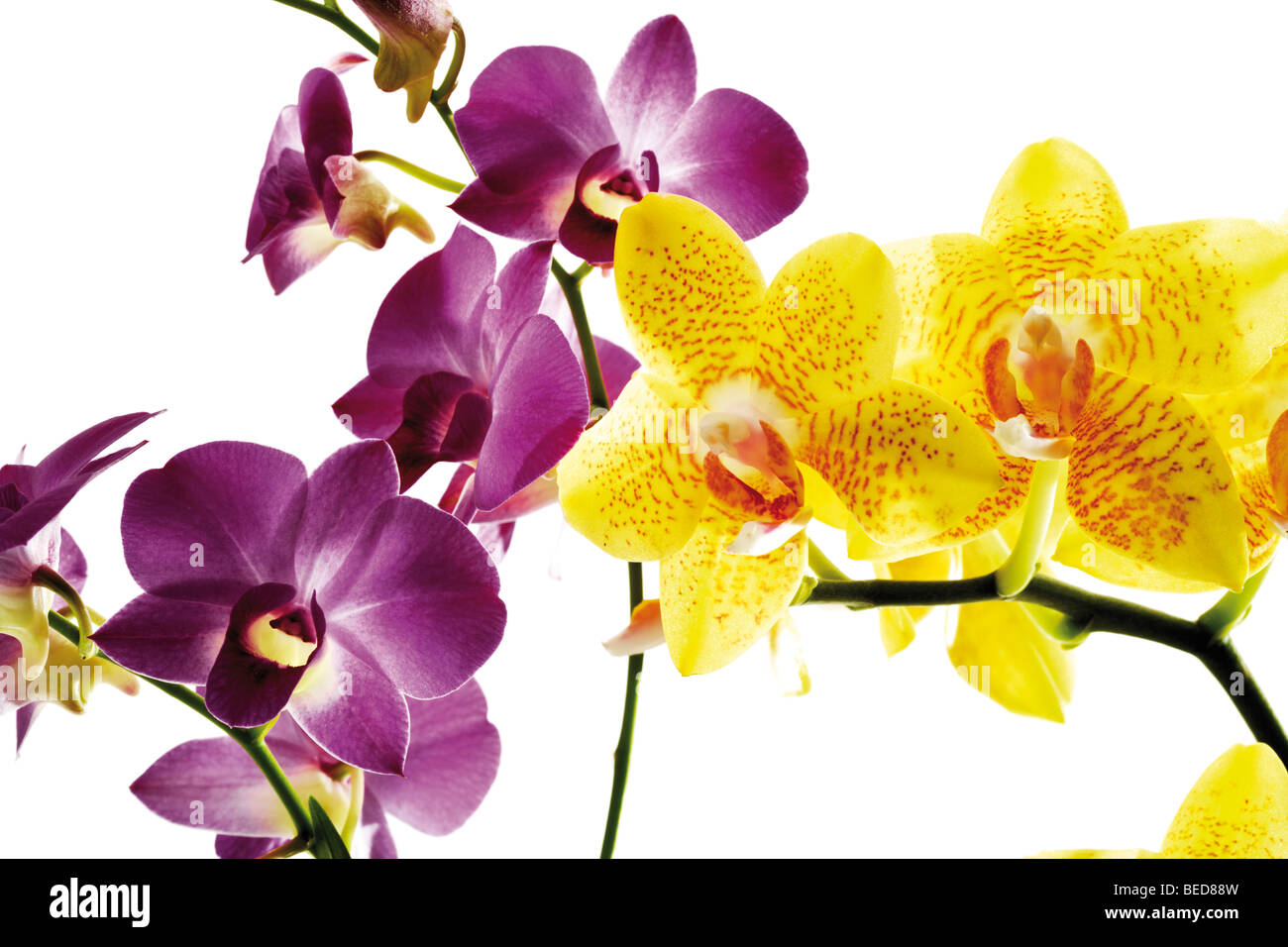Orchids in blume hi-res stock photography and images - Alamy