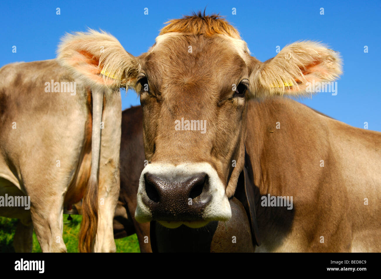 Hornless hi-res stock photography and images - Alamy