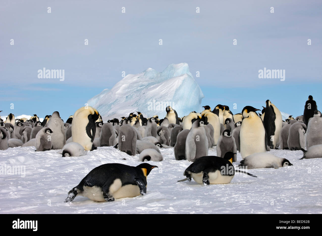 Baby Emperor Penguins Sliding