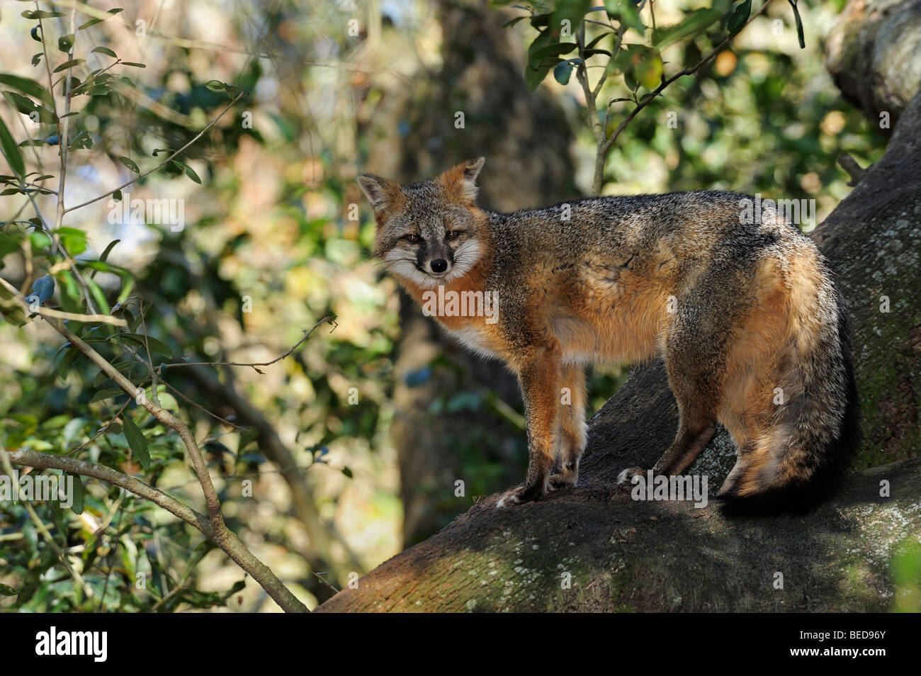 Grey fox, Urocyon cinereoargenteus, Lake Bradford, Florida (captive ...