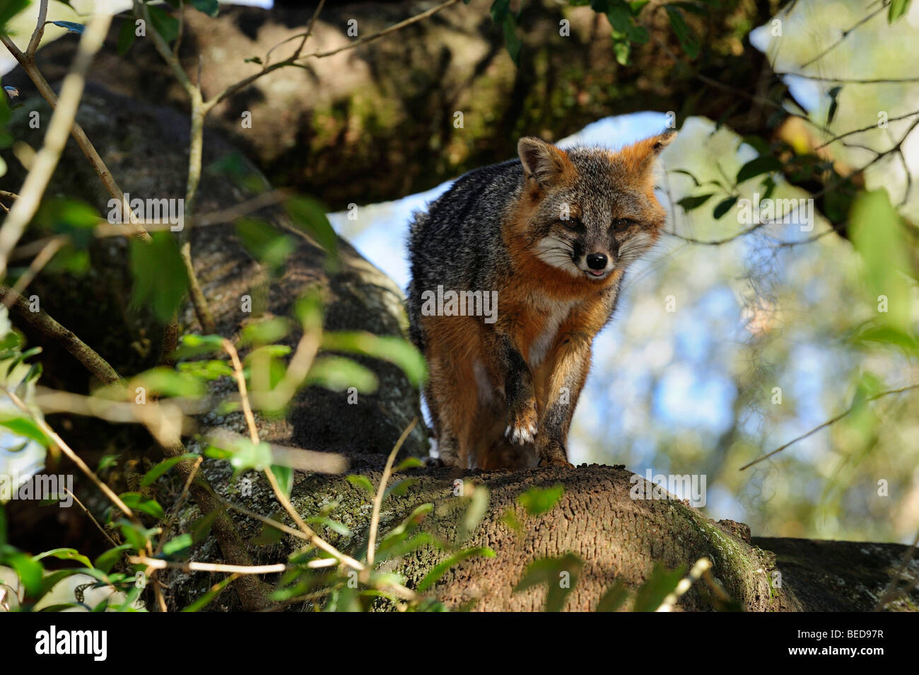 Grey fox, Urocyon cinereoargenteus, Lake Bradford, Florida (captive ...