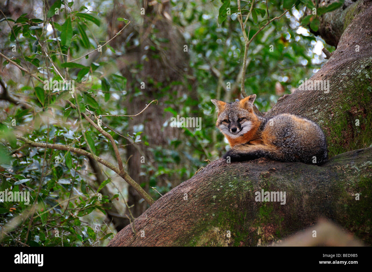 Grey fox, Urocyon cinereoargenteus, Lake Bradford, Florida (captive ...