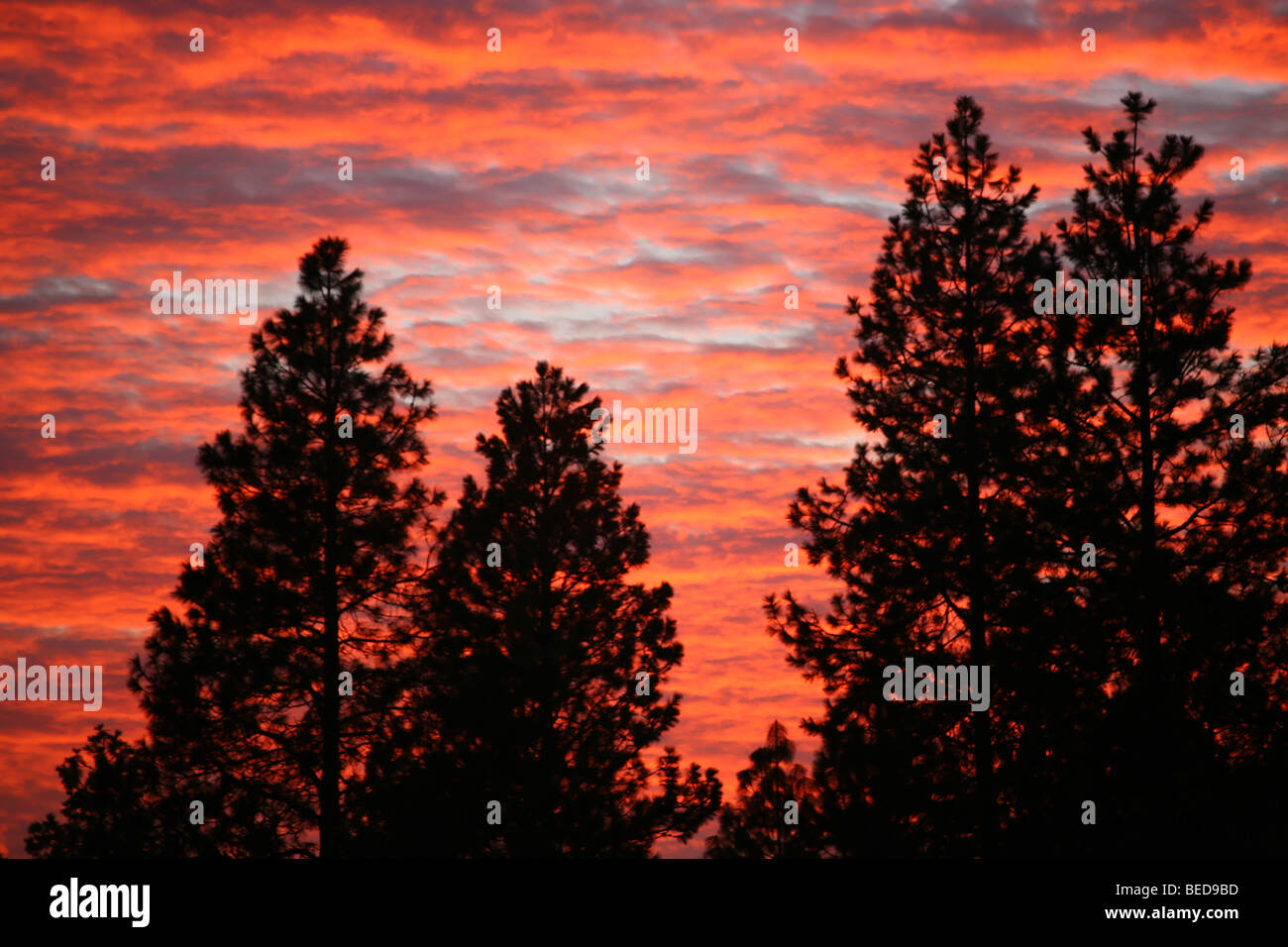 Sunset pine trees silhouette hi-res stock photography and images - Alamy