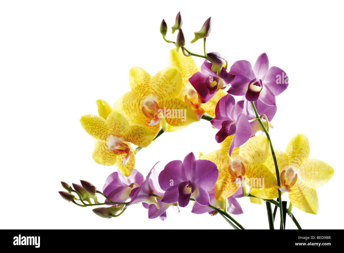 Orchid species variety Cut Out Stock Images & Pictures - Alamy