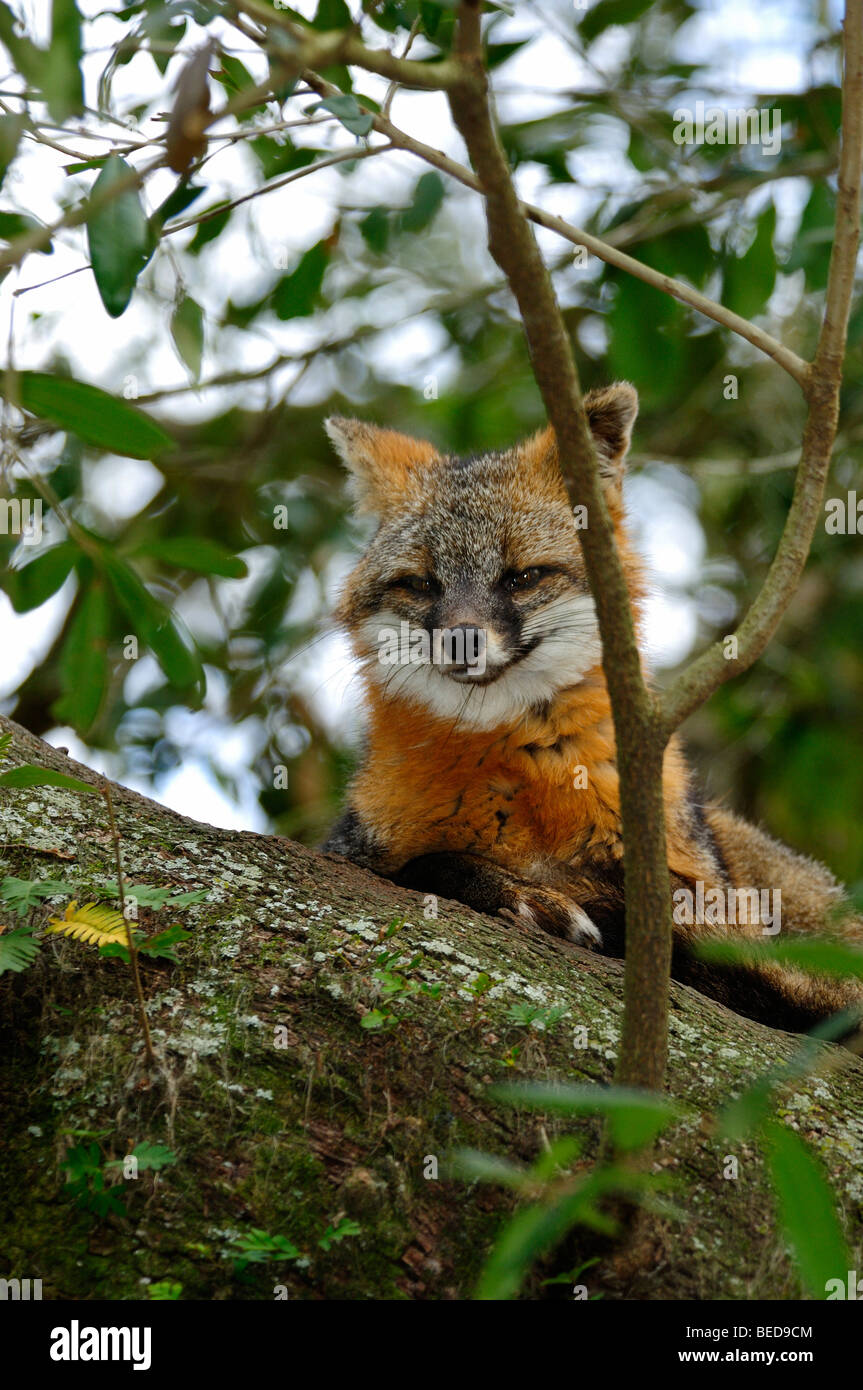 Grey fox, Urocyon cinereoargenteus, Lake Bradford, Florida (captive ...