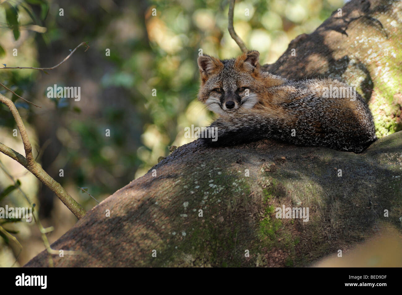 Grey fox, Urocyon cinereoargenteus, Lake Bradford, Florida (captive ...