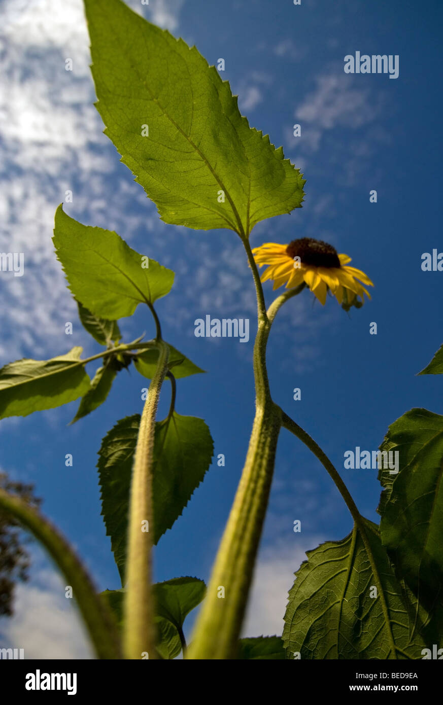 sunflower and leaves (helianthus annuus Stock Photo - Alamy