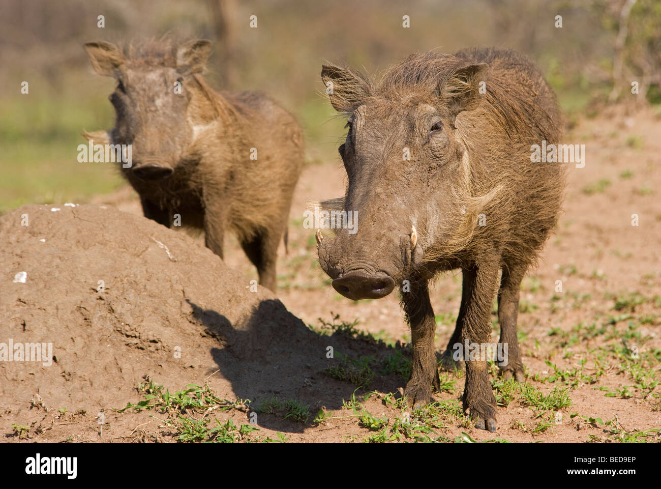 Warthog africa hi-res stock photography and images - Alamy