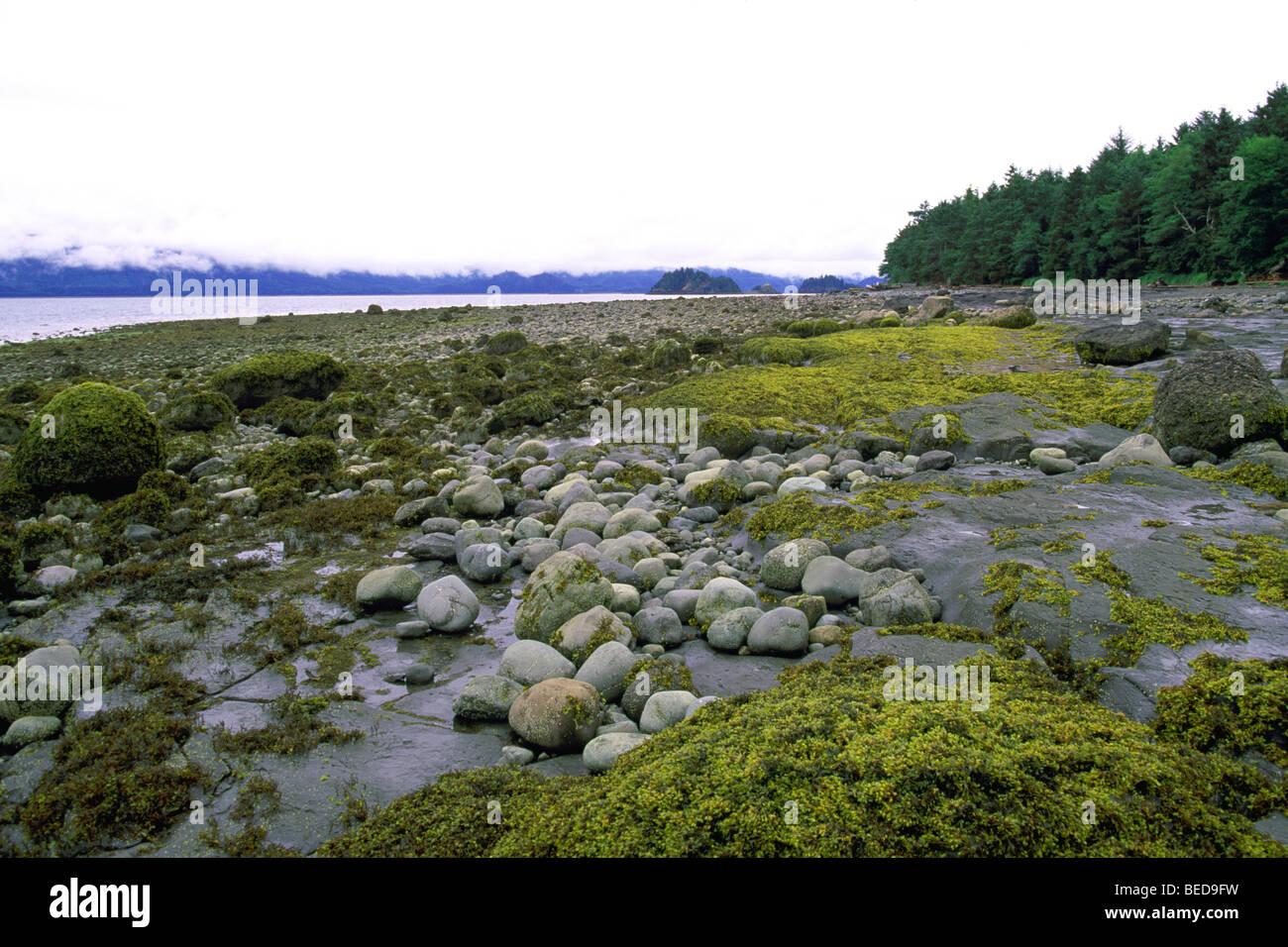 Haida Gwaii (Queen Charlotte Islands), Graham Island, BC British ...