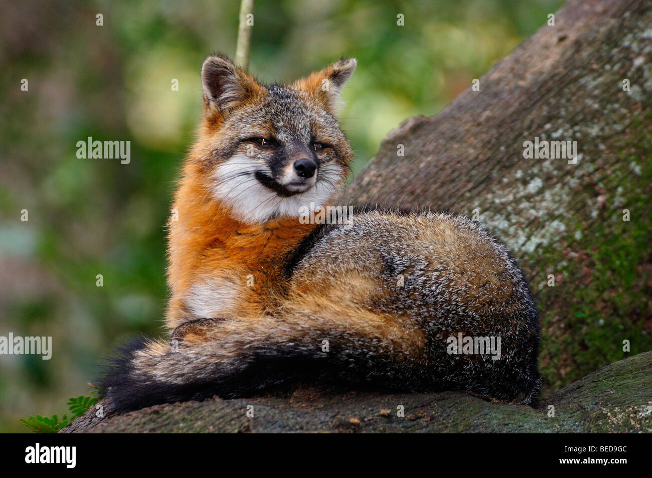 Grey fox, Urocyon cinereoargenteus, Lake Bradford, Florida (captive ...