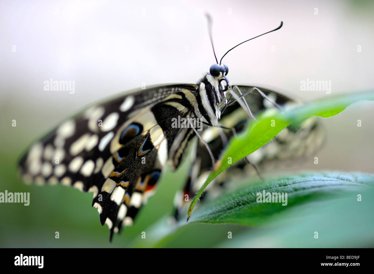 Citrus swallowtail (Papilio demodocus) on a leaf Stock Photo - Alamy