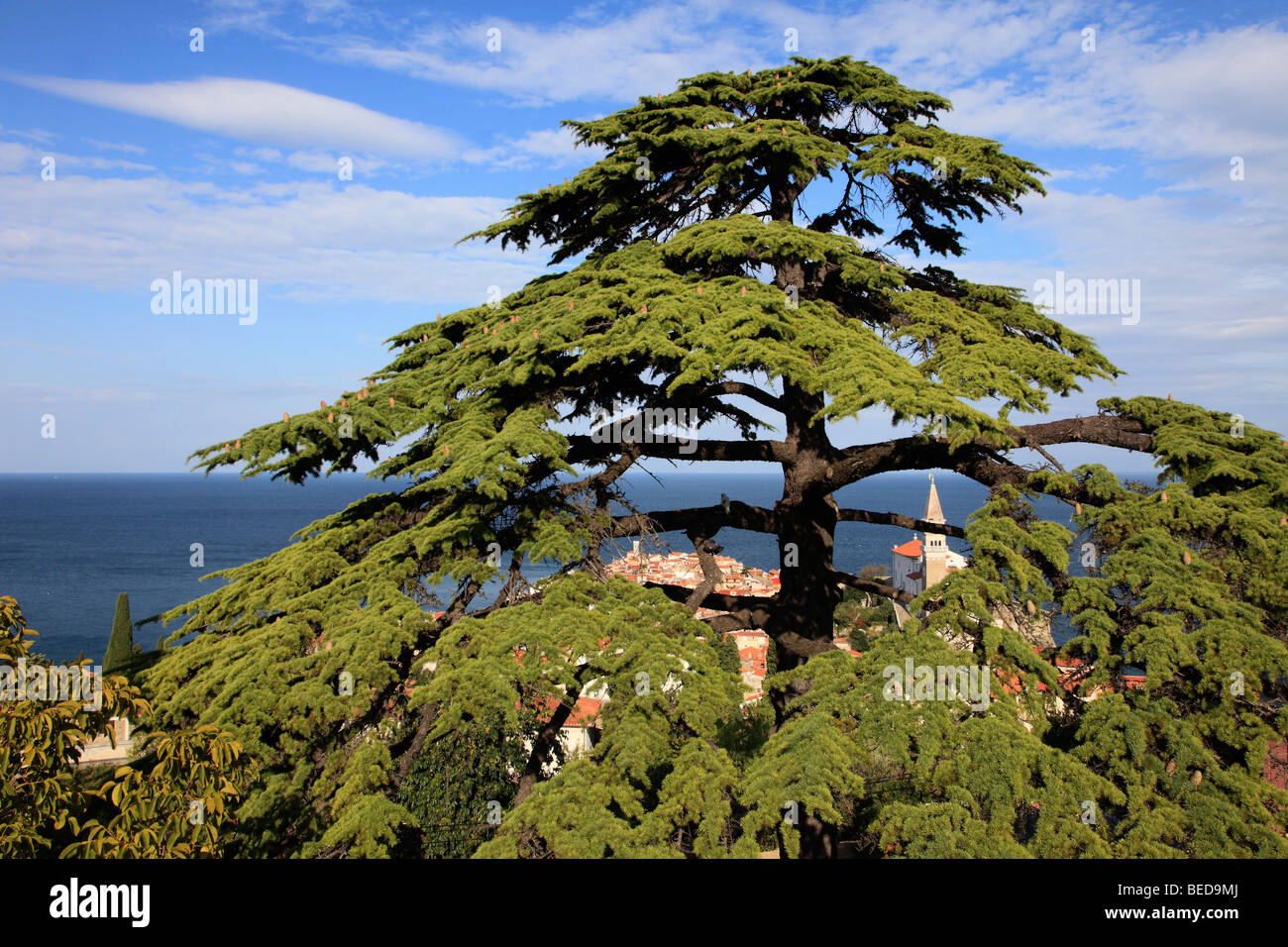 Mediterranean Pine Tree Stock Photos & Mediterranean Pine Tree Stock ...