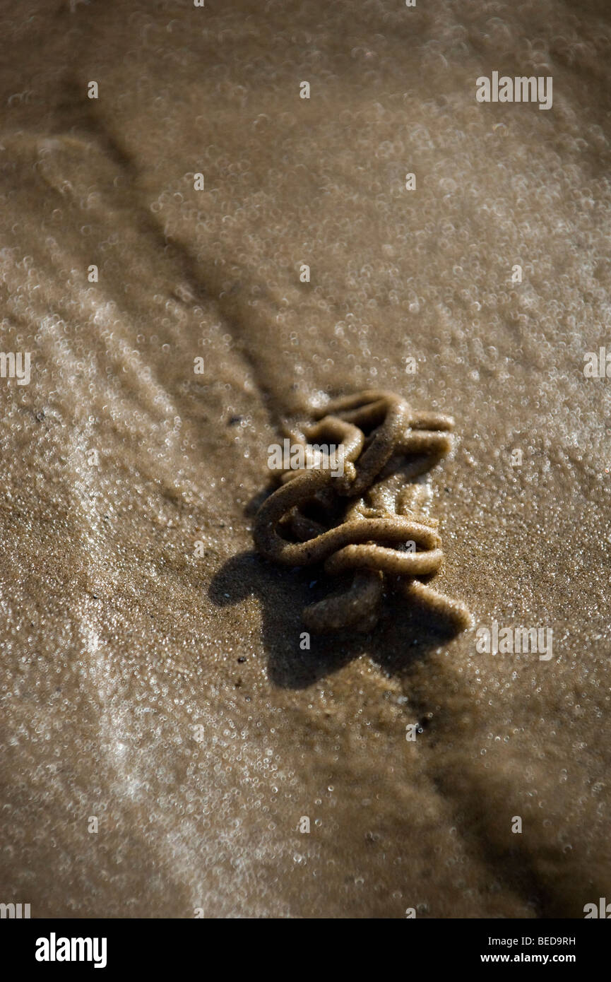 Lugworm or sandworm arenicola marina hi-res stock photography and ...