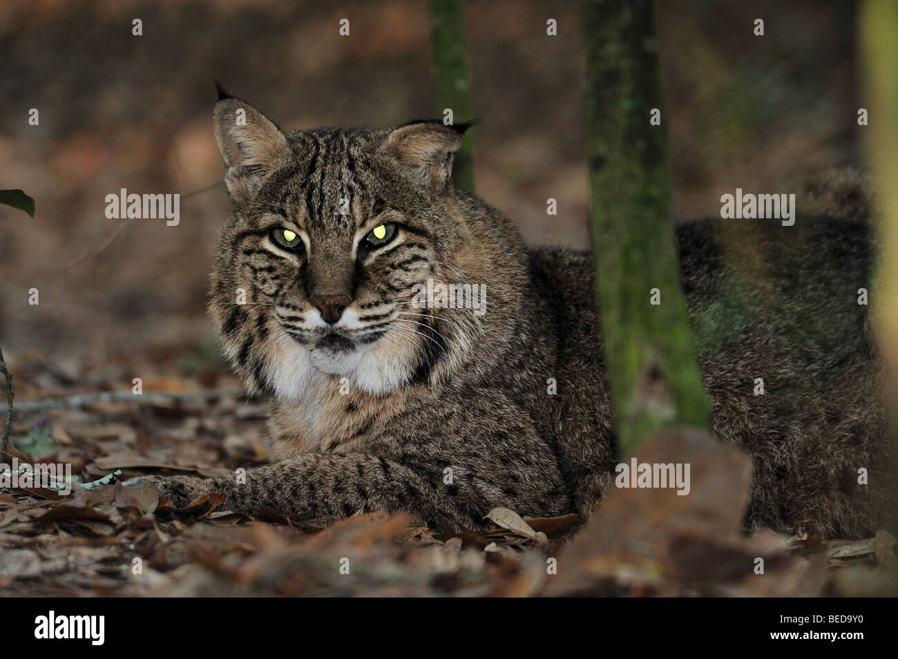 Bobcat, Lynx rufus, Florida, captive Stock Photo - Alamy