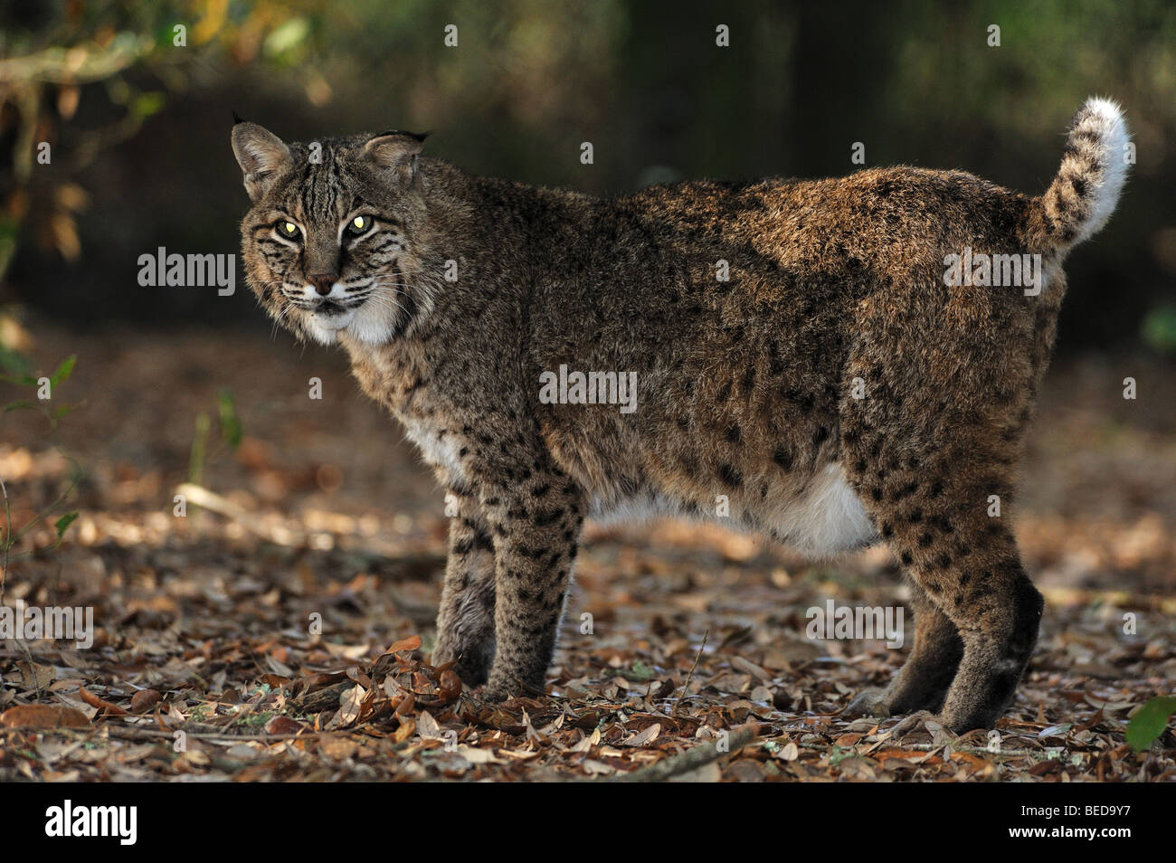 Bobcat, Lynx rufus, Florida, captive Stock Photo - Alamy