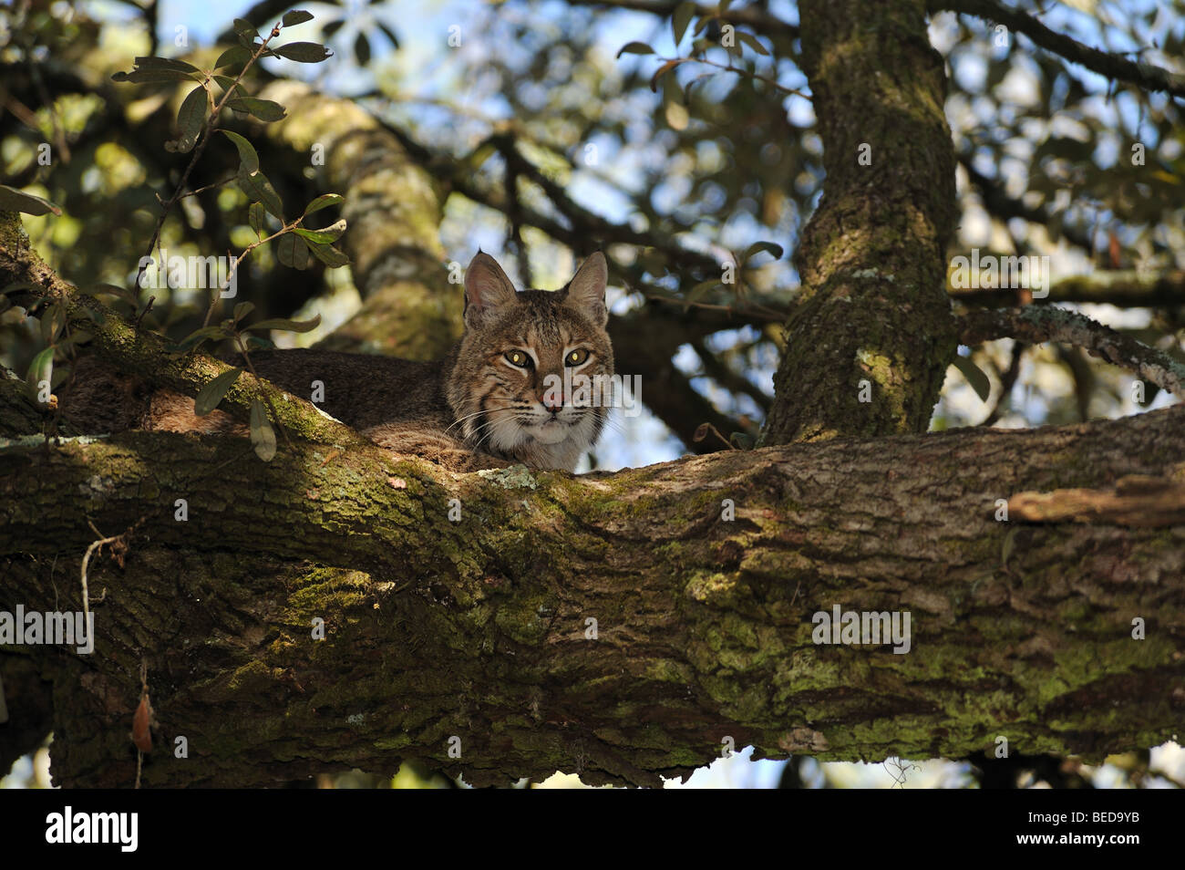 Native trees of florida hi-res stock photography and images - Alamy