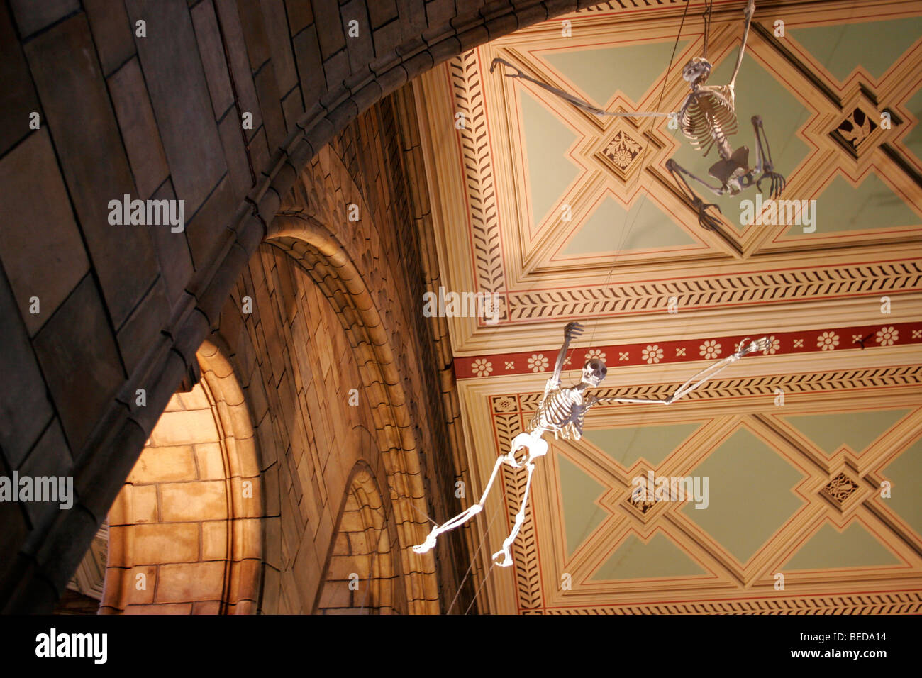 Monkey skeleton natural history museum hi-res stock photography and ...