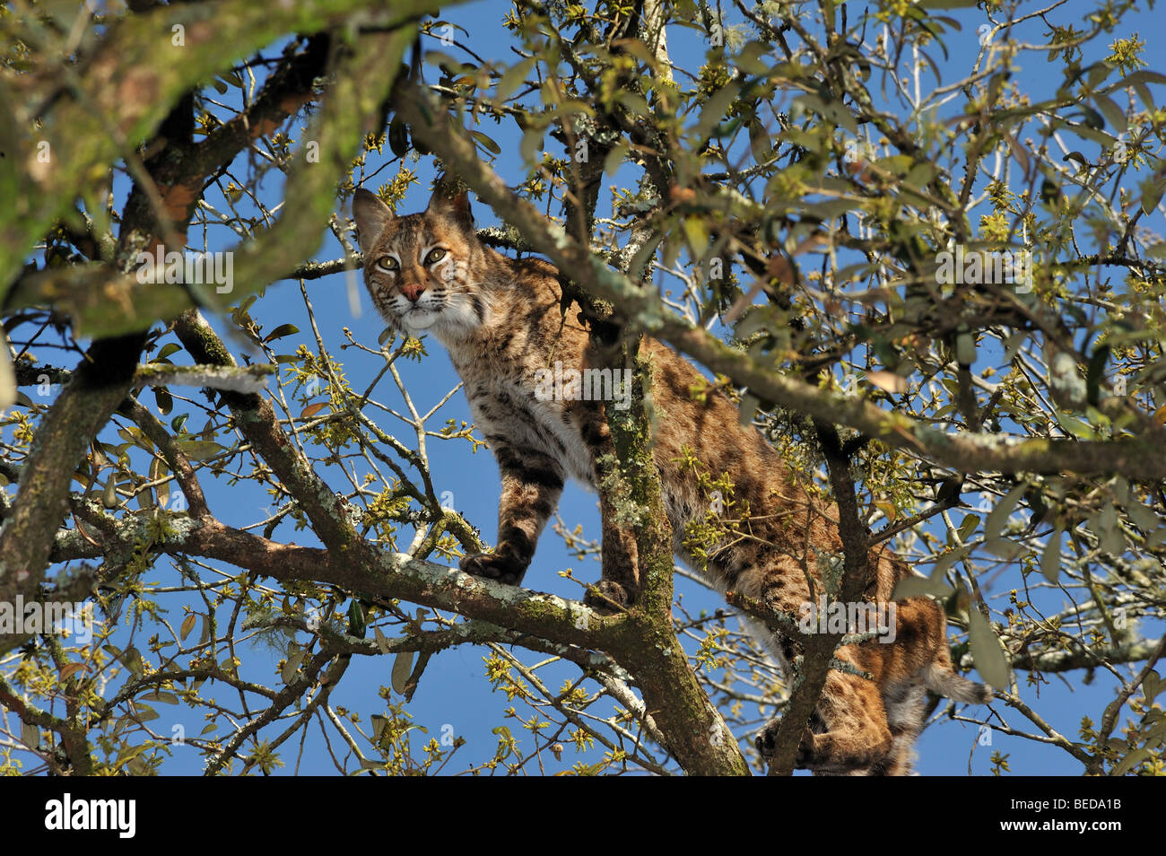 Native trees of florida hi-res stock photography and images - Alamy