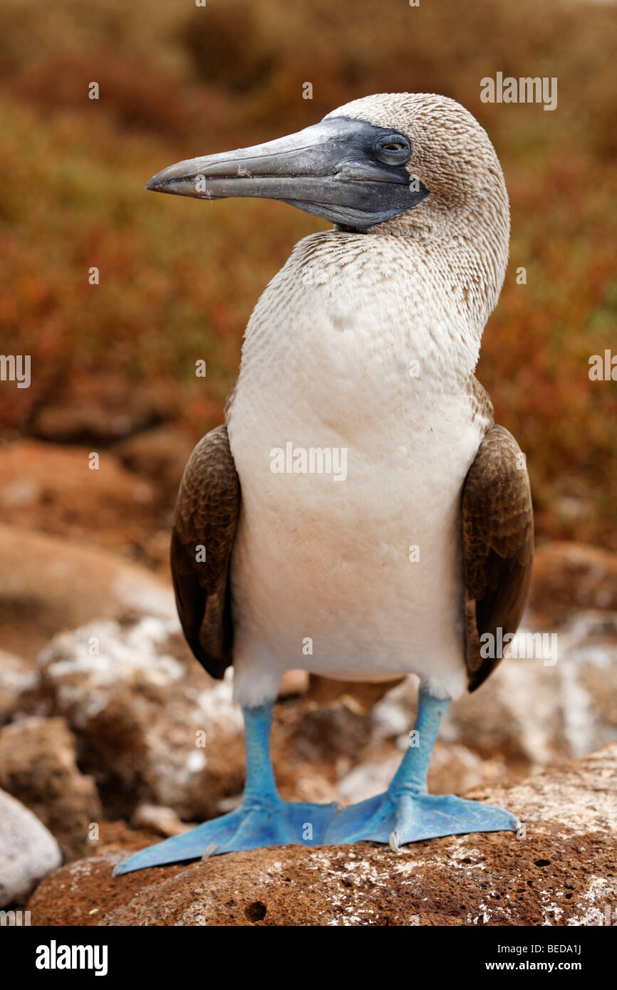 Blue-footed Booby (Sula nebouxii), North Seymour Island, Galapagos ...