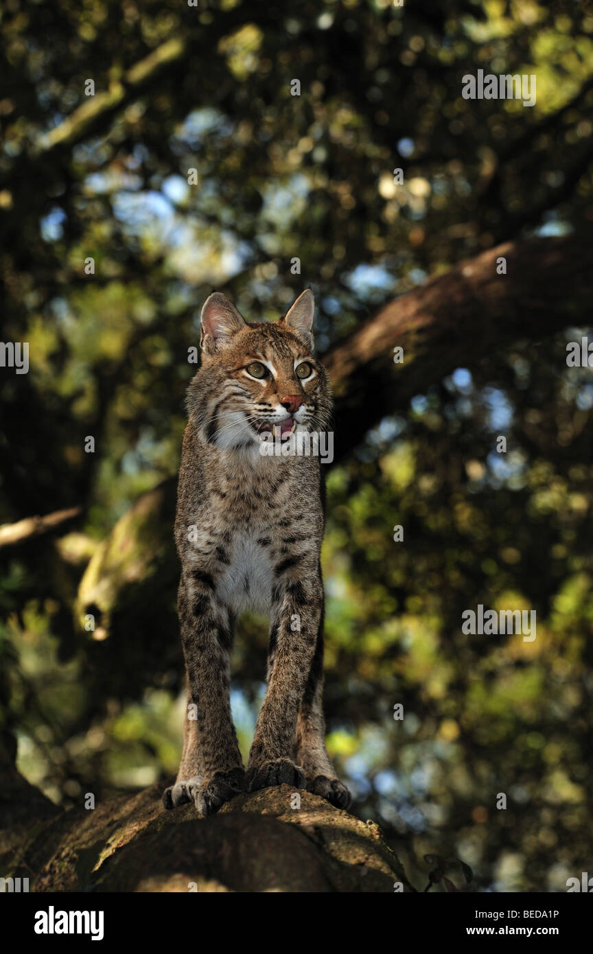 Bobcat, Lynx rufus, Florida, captive Stock Photo - Alamy