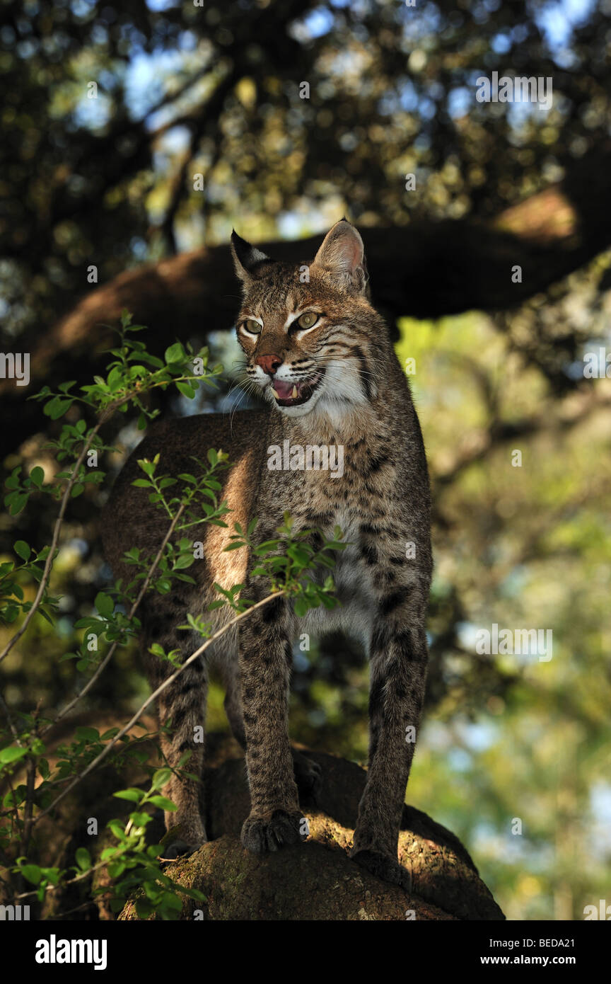 Florida wild bobcat hi-res stock photography and images - Alamy