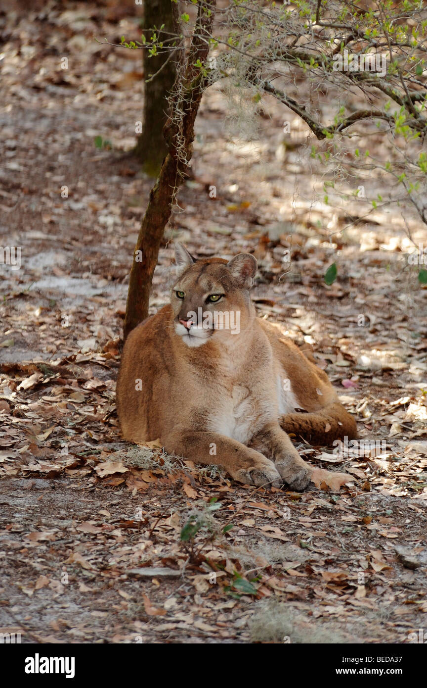 Florida panther, Puma concolor coryi, Florida, captive Stock Photo - Alamy