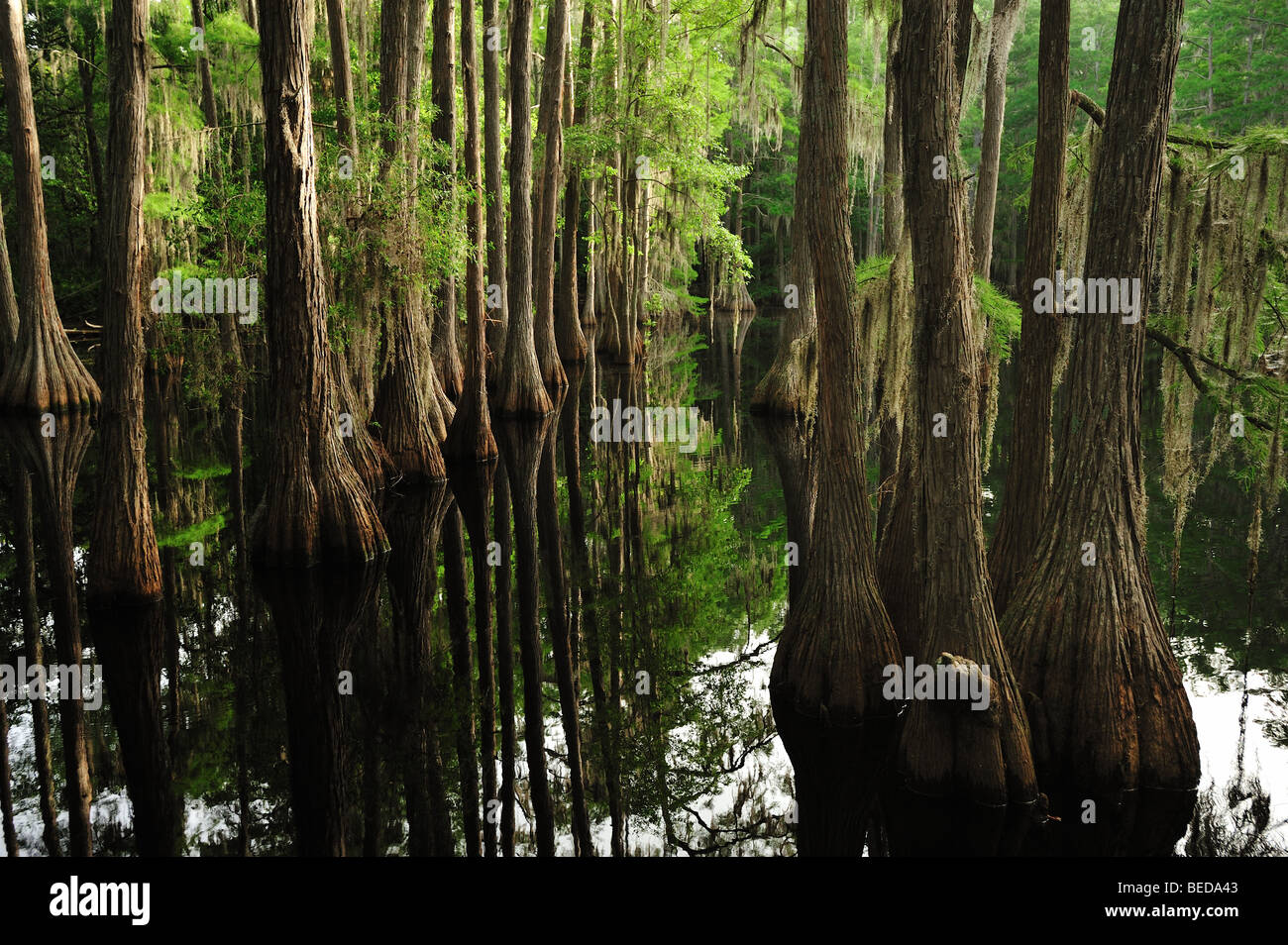 Bald cypress, Taxodium distichum, Lake Bradford, Florida Stock Photo ...