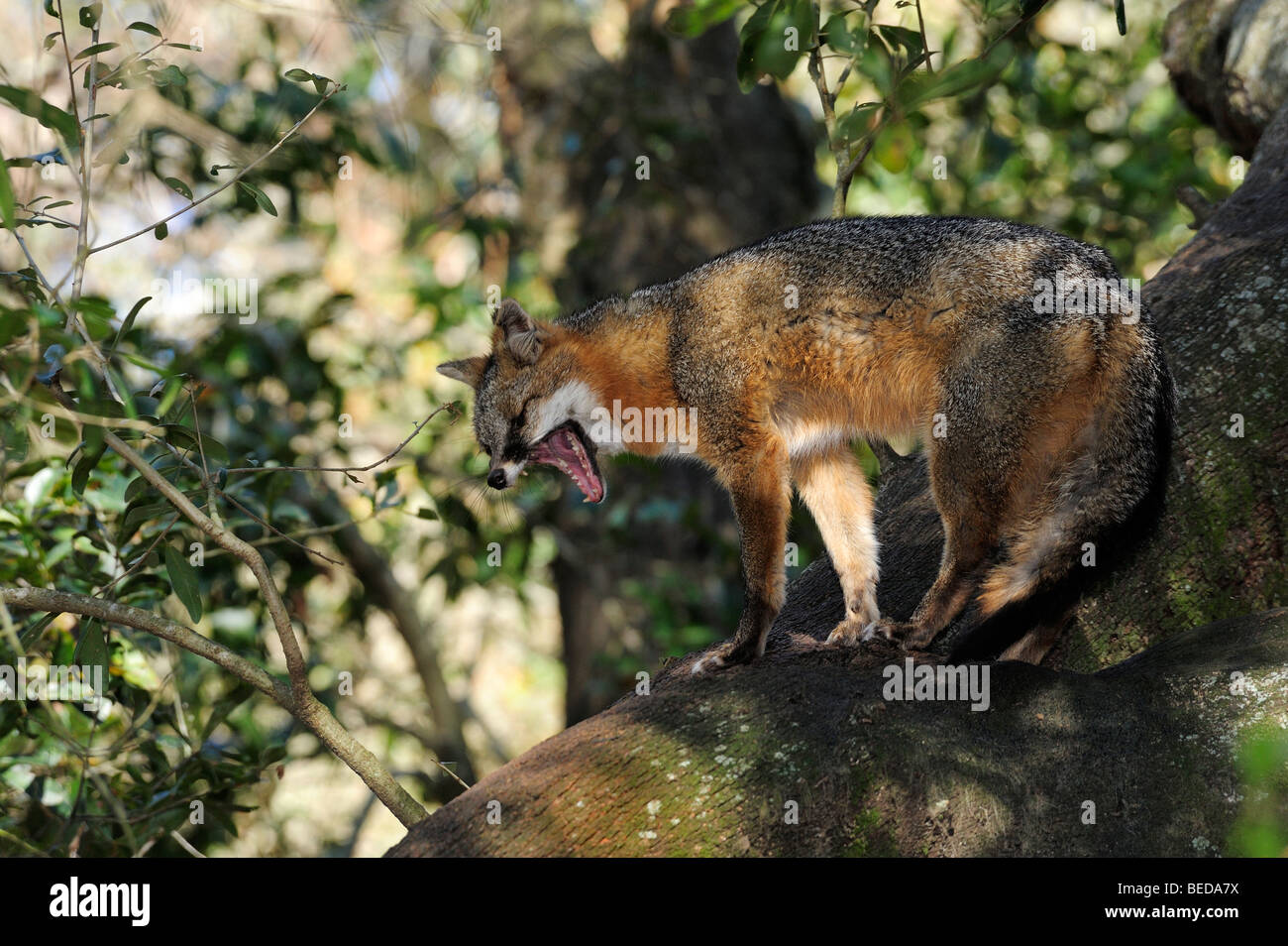 Grey fox, Urocyon cinereoargenteus, Lake Bradford, Florida (captive ...