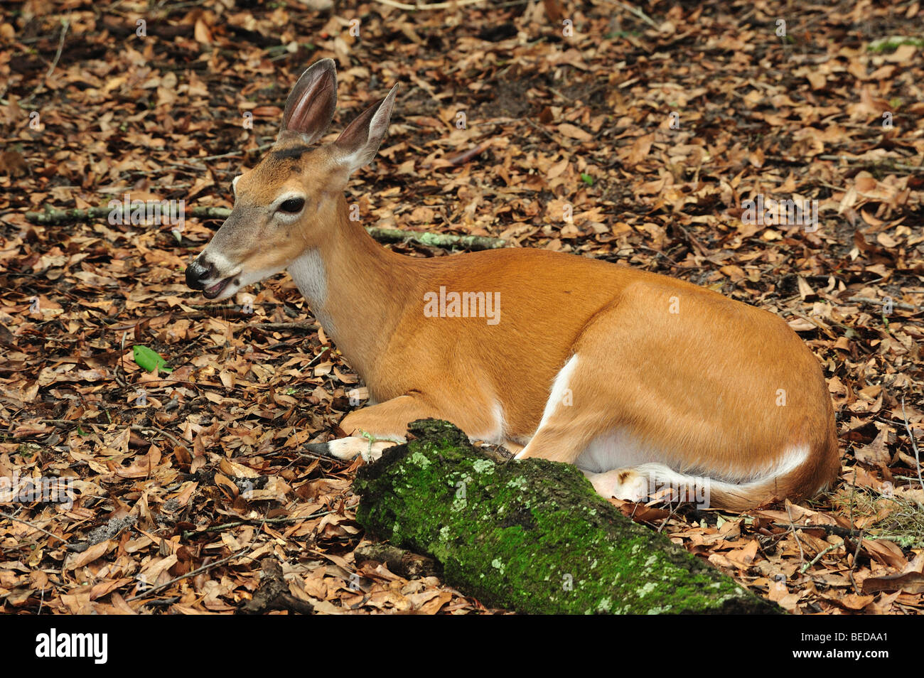 Florida deer white hi-res stock photography and images - Alamy