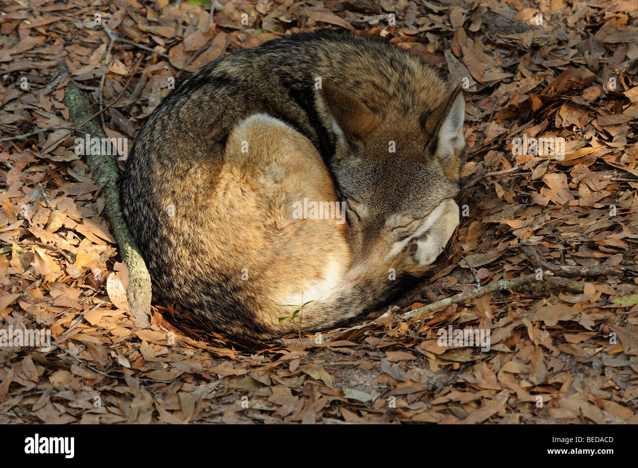 Red Wolf, Canis rufus, Florida (captive Stock Photo - Alamy