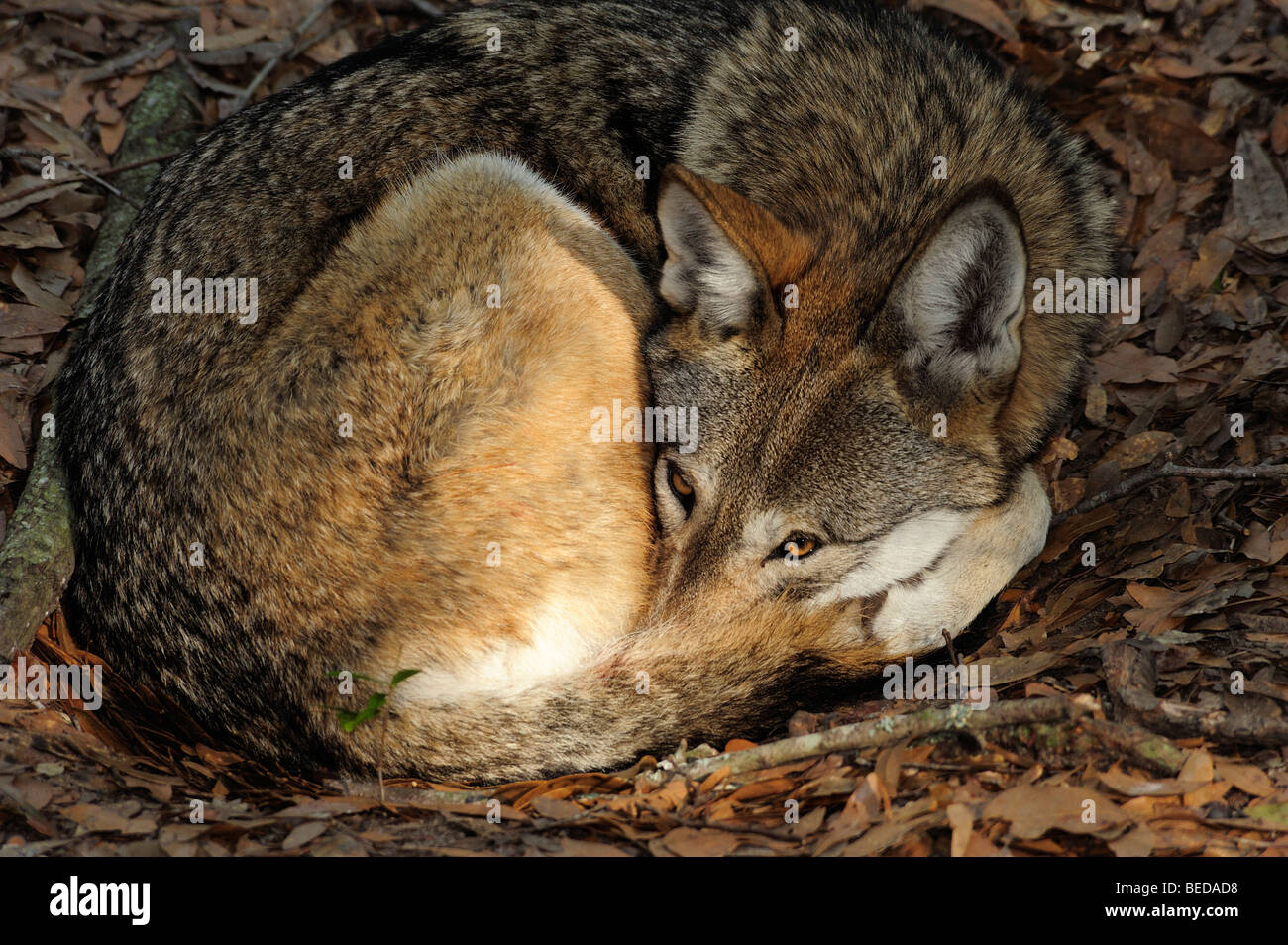 Red Wolf, Canis rufus, Florida (captive Stock Photo - Alamy
