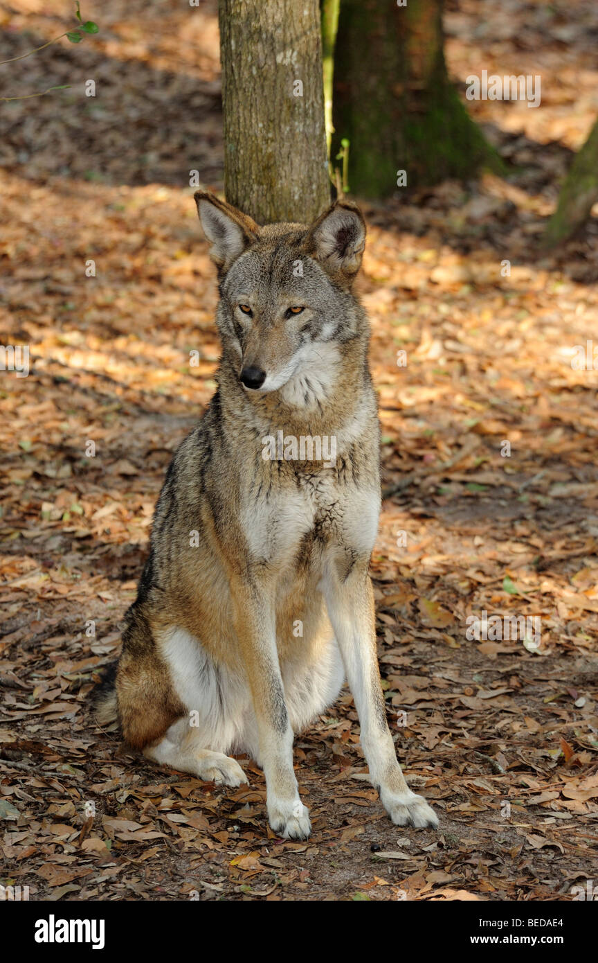 Red Wolf, Canis rufus, Florida (captive Stock Photo - Alamy