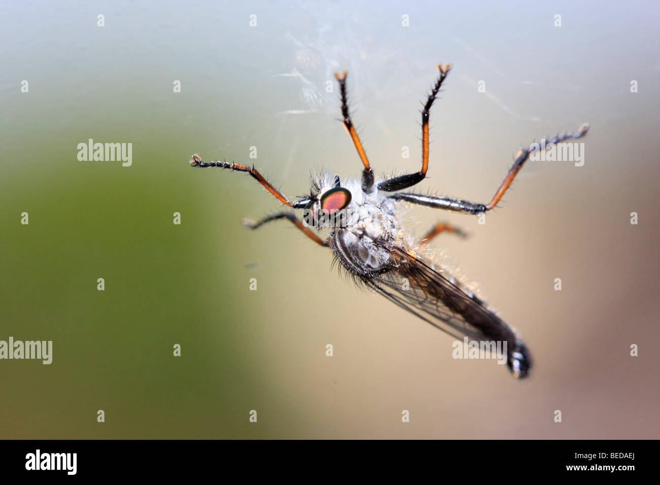 Fly on a window Stock Photo - Alamy
