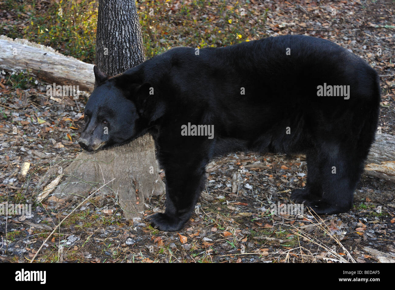 Florida black bear hi-res stock photography and images - Alamy