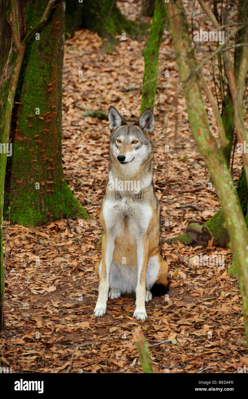 Red Wolf, Canis rufus, Florida (captive Stock Photo - Alamy