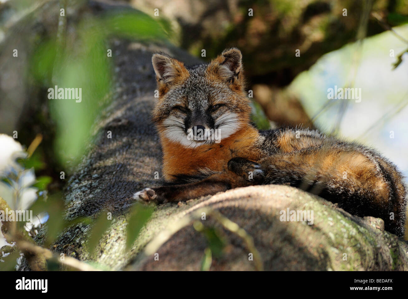 Grey fox, Urocyon cinereoargenteus, Lake Bradford, Florida (captive ...