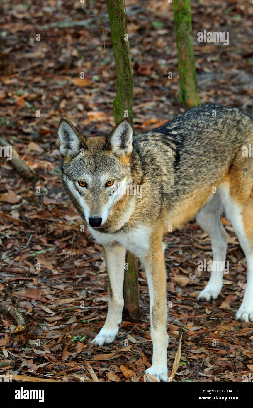 Red Wolf, Canis rufus, Florida (captive Stock Photo - Alamy