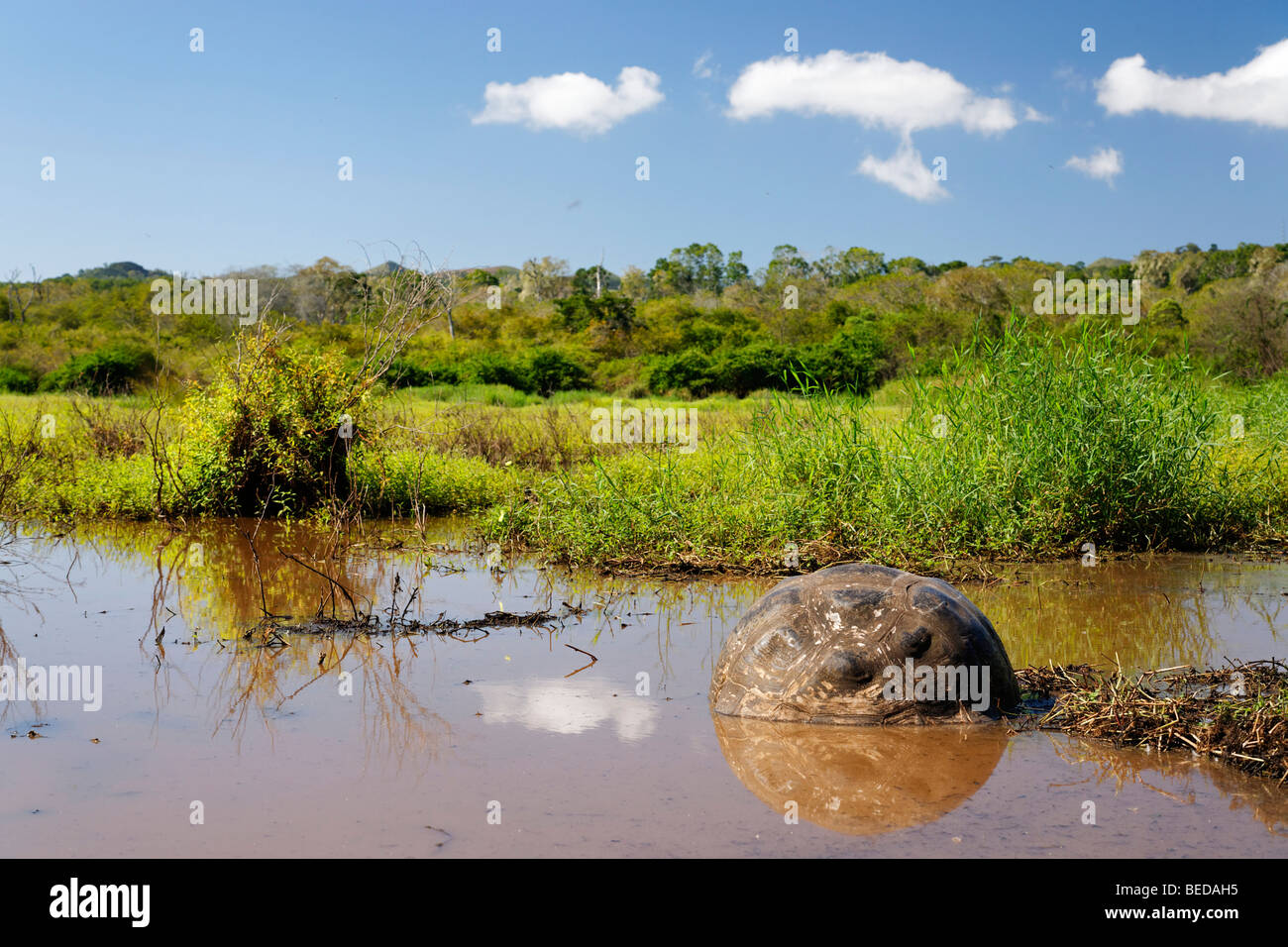 Galapagos Giant Tortoise (Chelonoidis nigra porteri) at the marshy ...