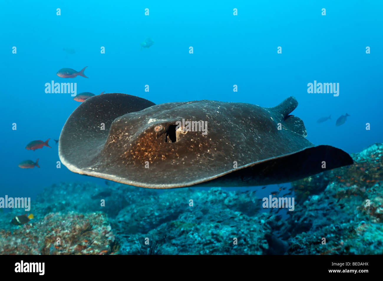 Leopard Ray Stinger