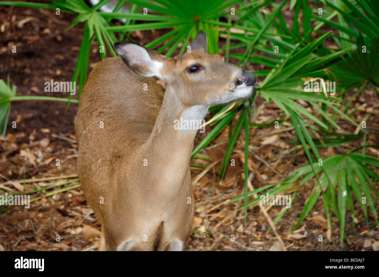 White-tailed Deer, Odocoileus virginianus, Lake Bradford, Florida (captive Stock Photo - Alamy