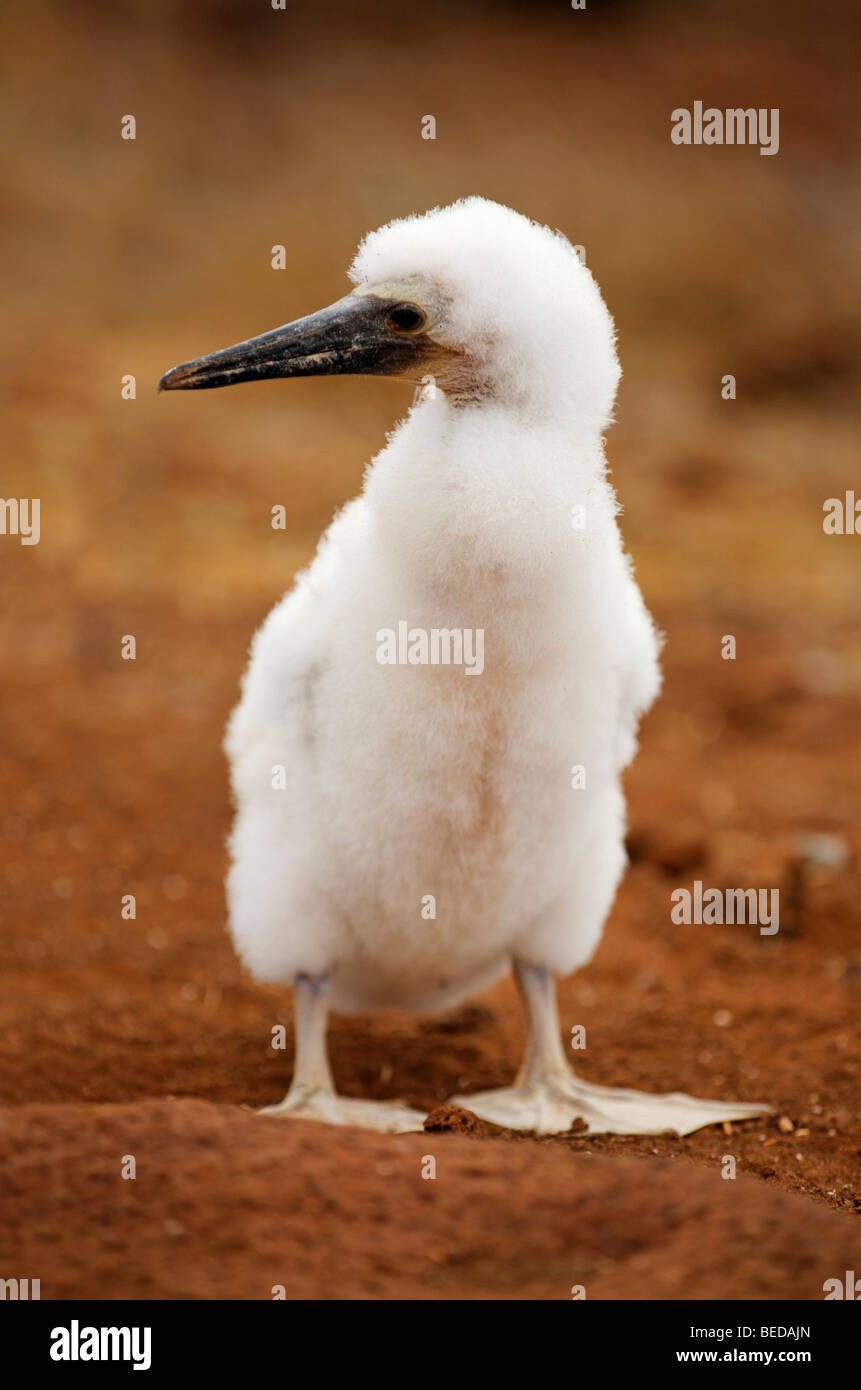 Masked Booby (Sula dactylatra) chick, clumsily attempting to walk ...
