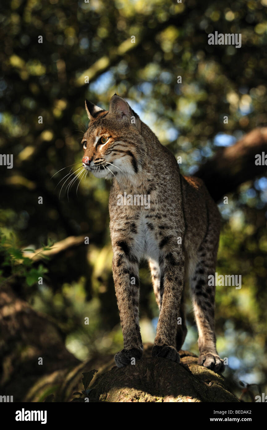 Bobcat lynx rufus hunting hi-res stock photography and images - Alamy