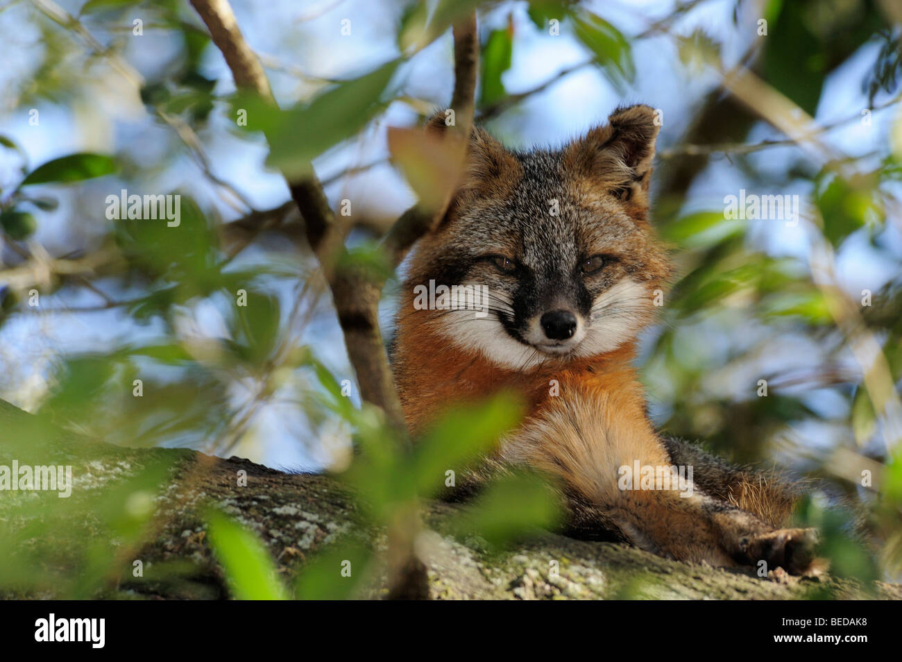 Grey fox, Urocyon cinereoargenteus, Lake Bradford, Florida (captive ...