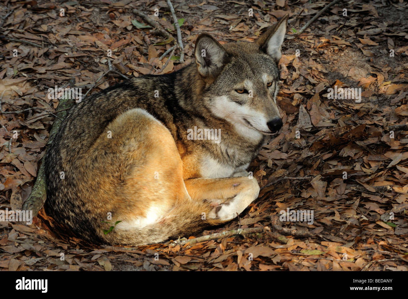Red Wolf, Canis rufus, Florida (captive Stock Photo - Alamy
