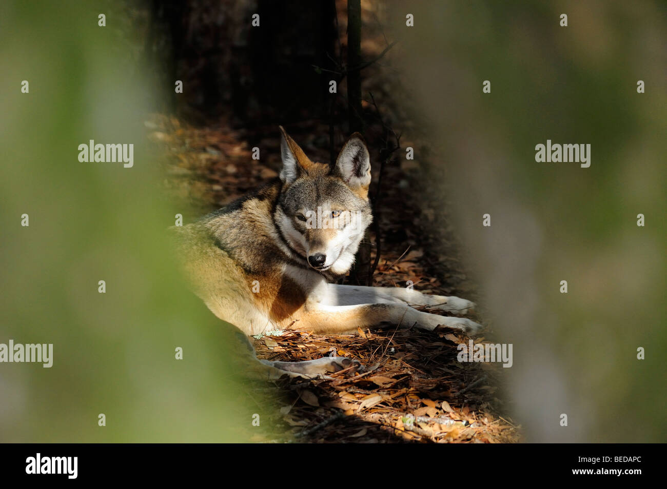 Red Wolf, Canis rufus, Florida (captive Stock Photo - Alamy