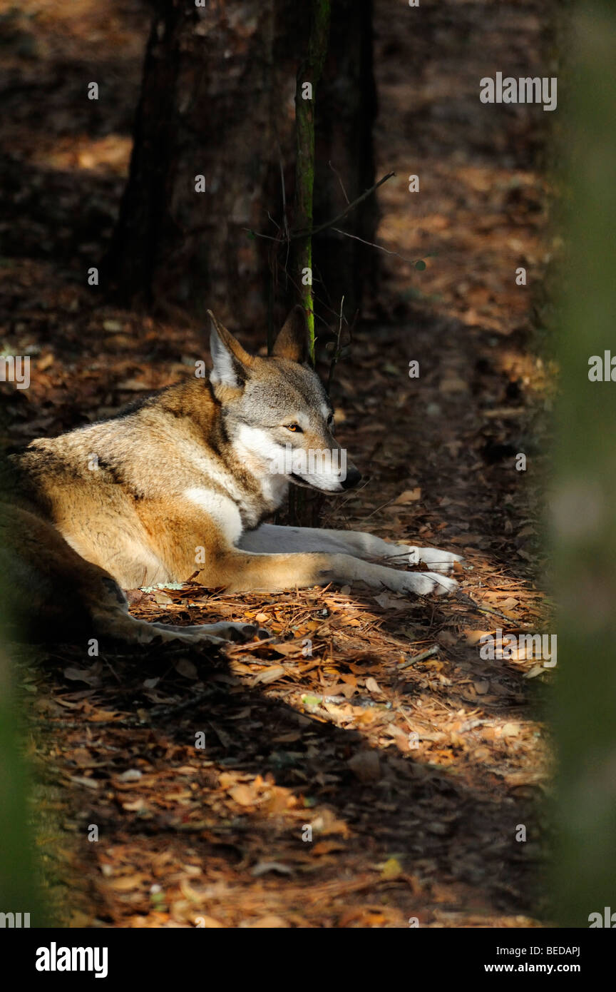 Red Wolf, Canis rufus, Florida (captive Stock Photo - Alamy
