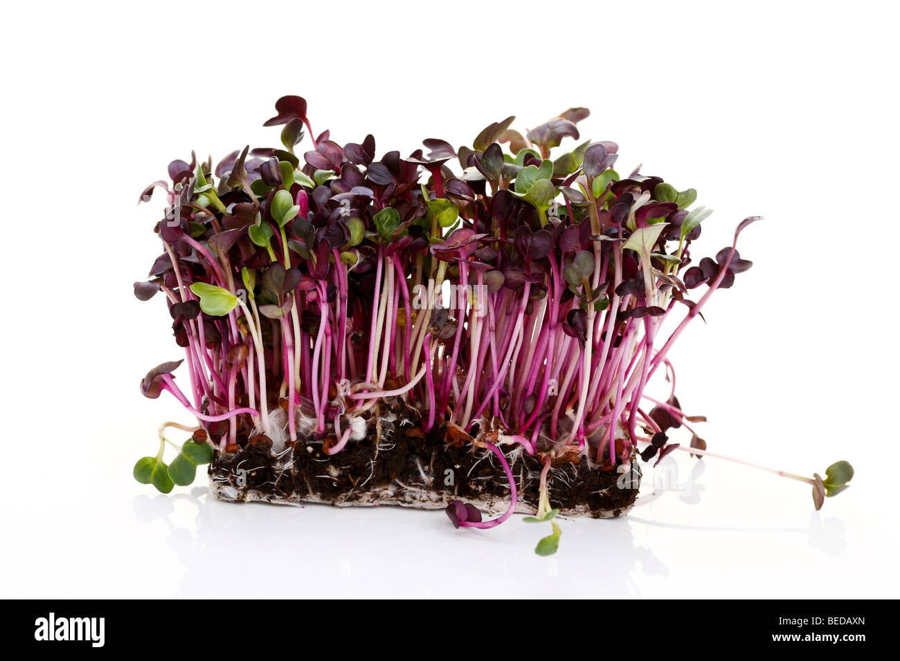 Red Radish Sprouts
