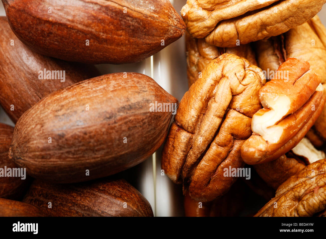 Pekanusse hi-res stock photography and images - Alamy