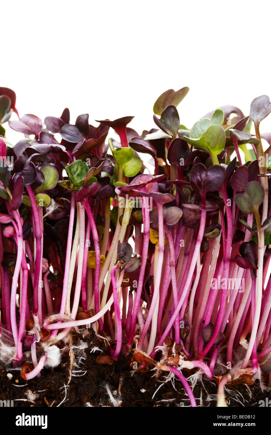 Radish sprouts hi-res stock photography and images - Alamy